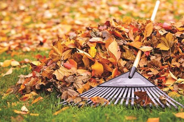 Time to Move Those Leaves! - Jerry Baker's Whats Growin' On