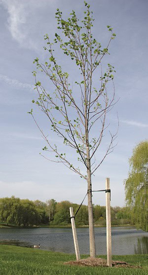 Liven Up Your Landscape with Trees - Jerry Baker's Whats Growin' On